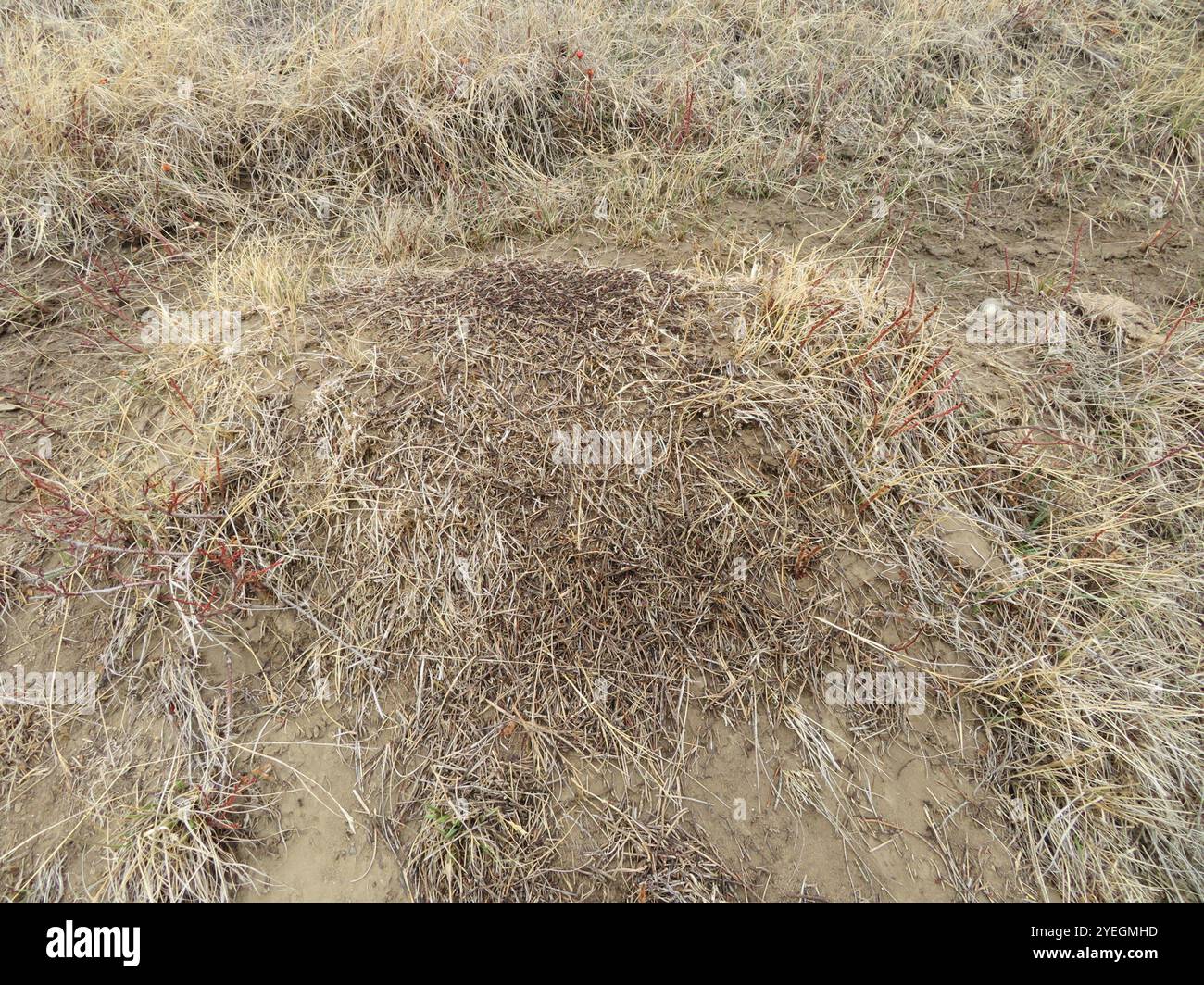 Western Thatching Ant (Formica obscuripes Stock Photo - Alamy