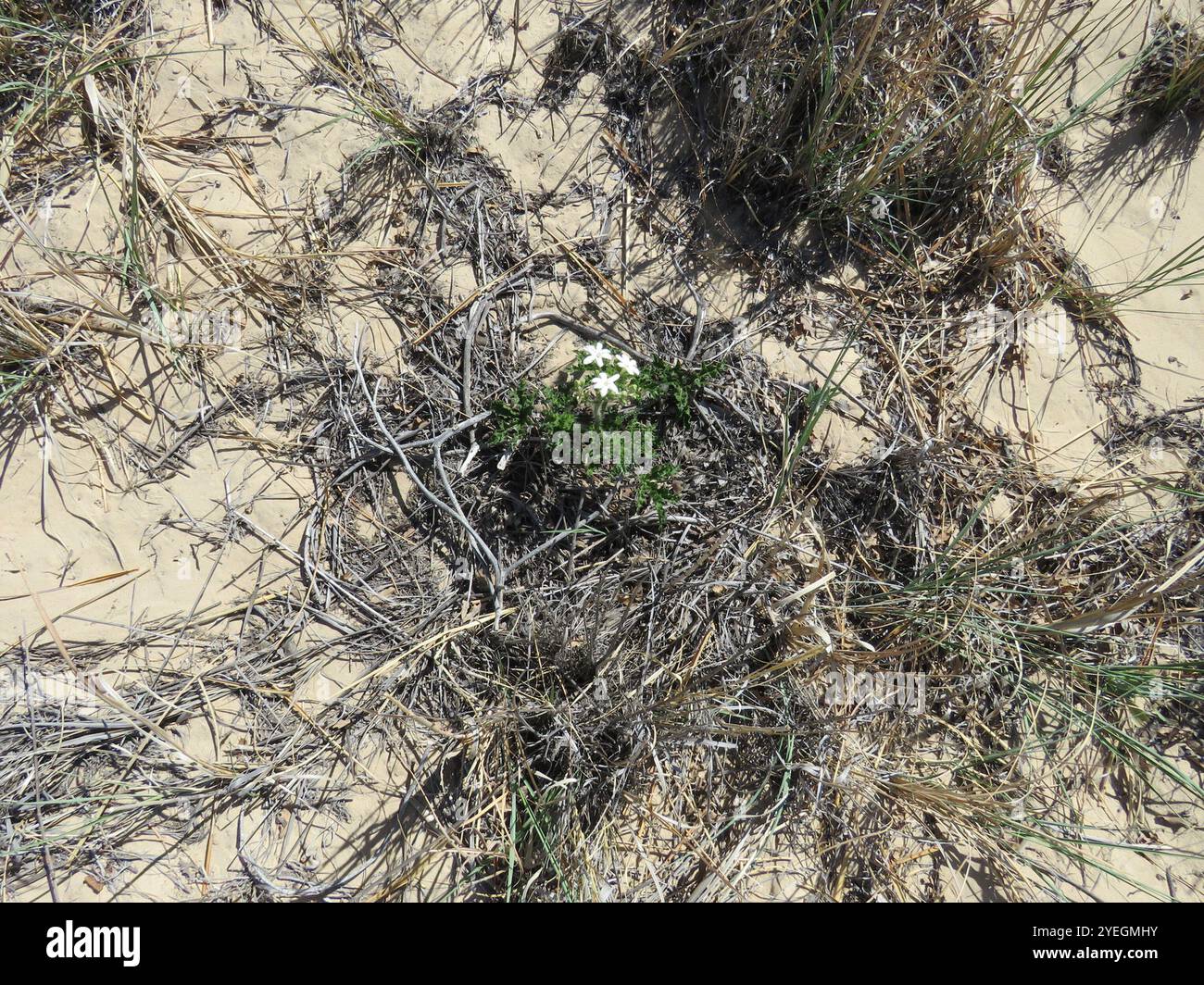 Texas Bull Nettle (Cnidoscolus texanus Stock Photo - Alamy