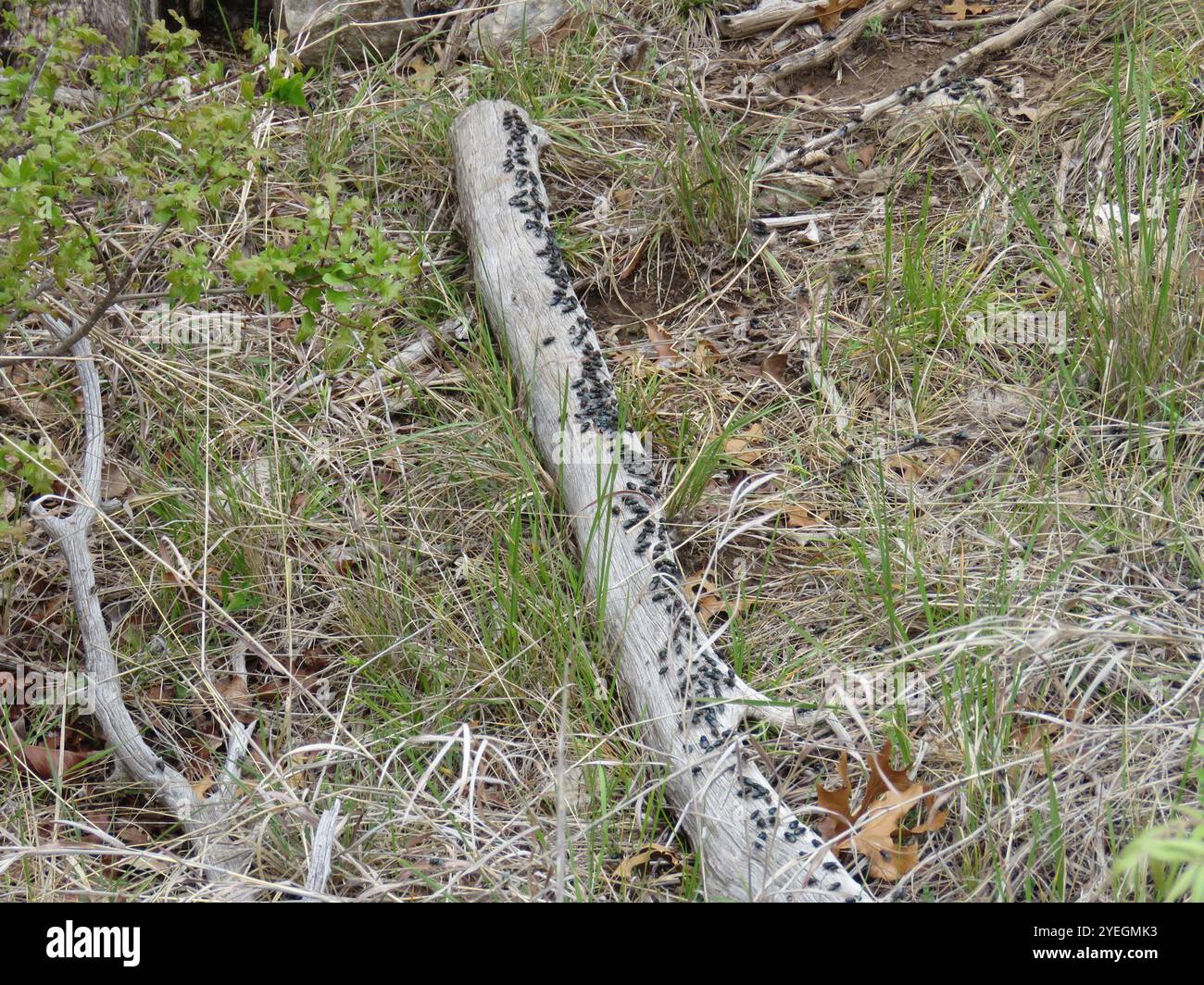 Black Blow Fly (Phormia regina Stock Photo - Alamy