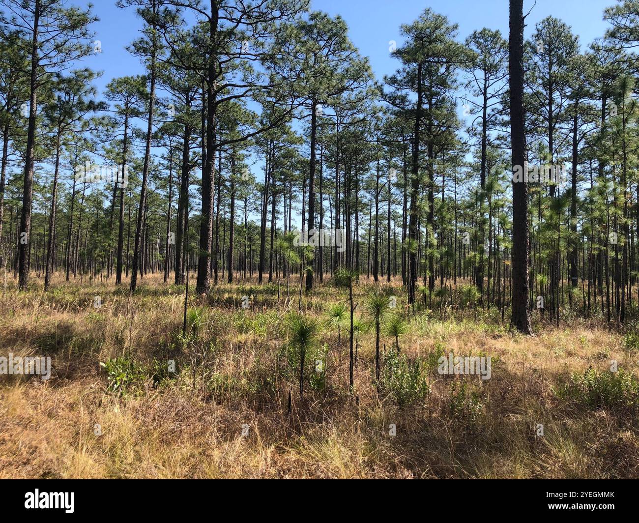 longleaf pine (Pinus palustris Stock Photo - Alamy