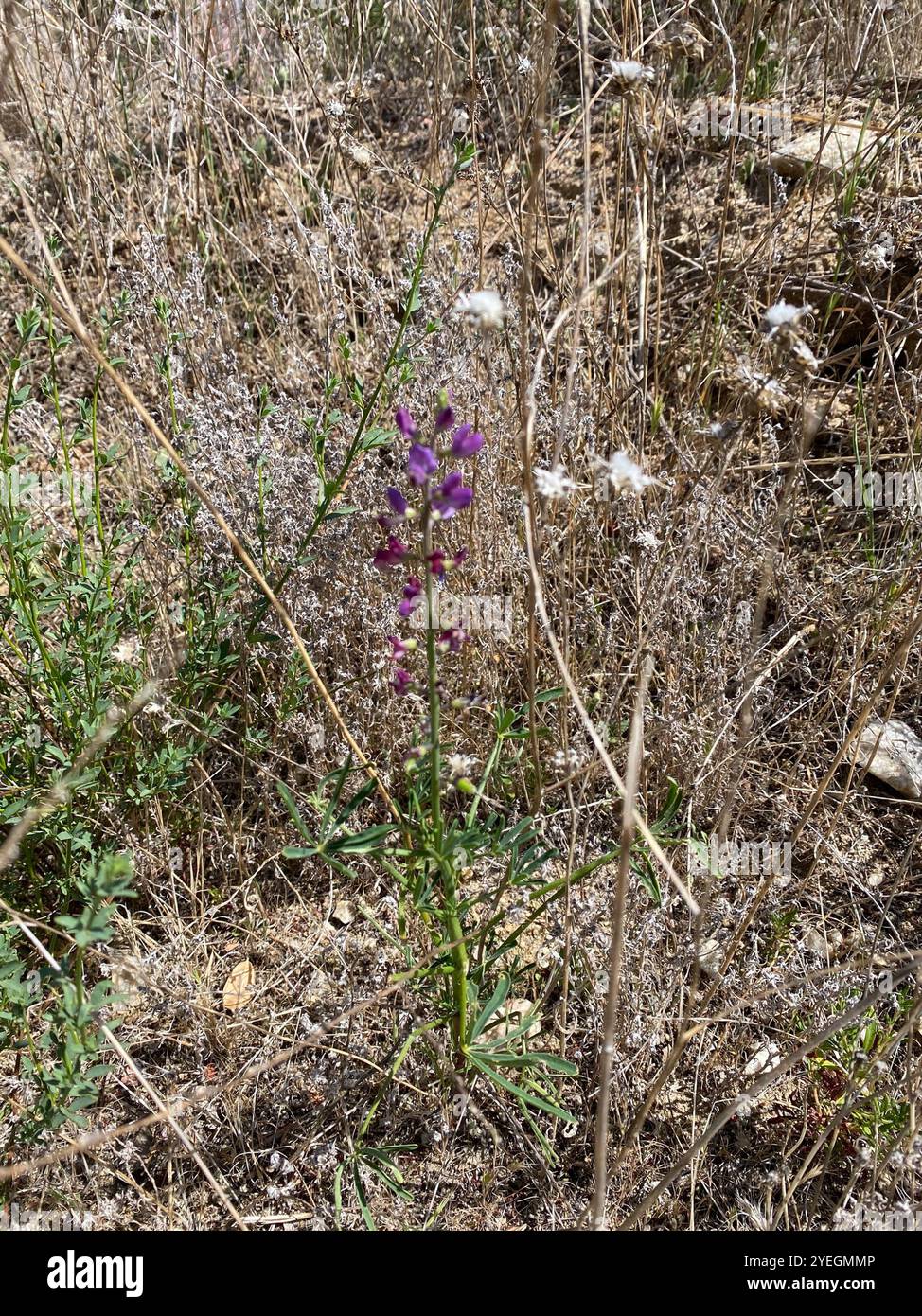 Lupinus truncatus hi-res stock photography and images - Alamy