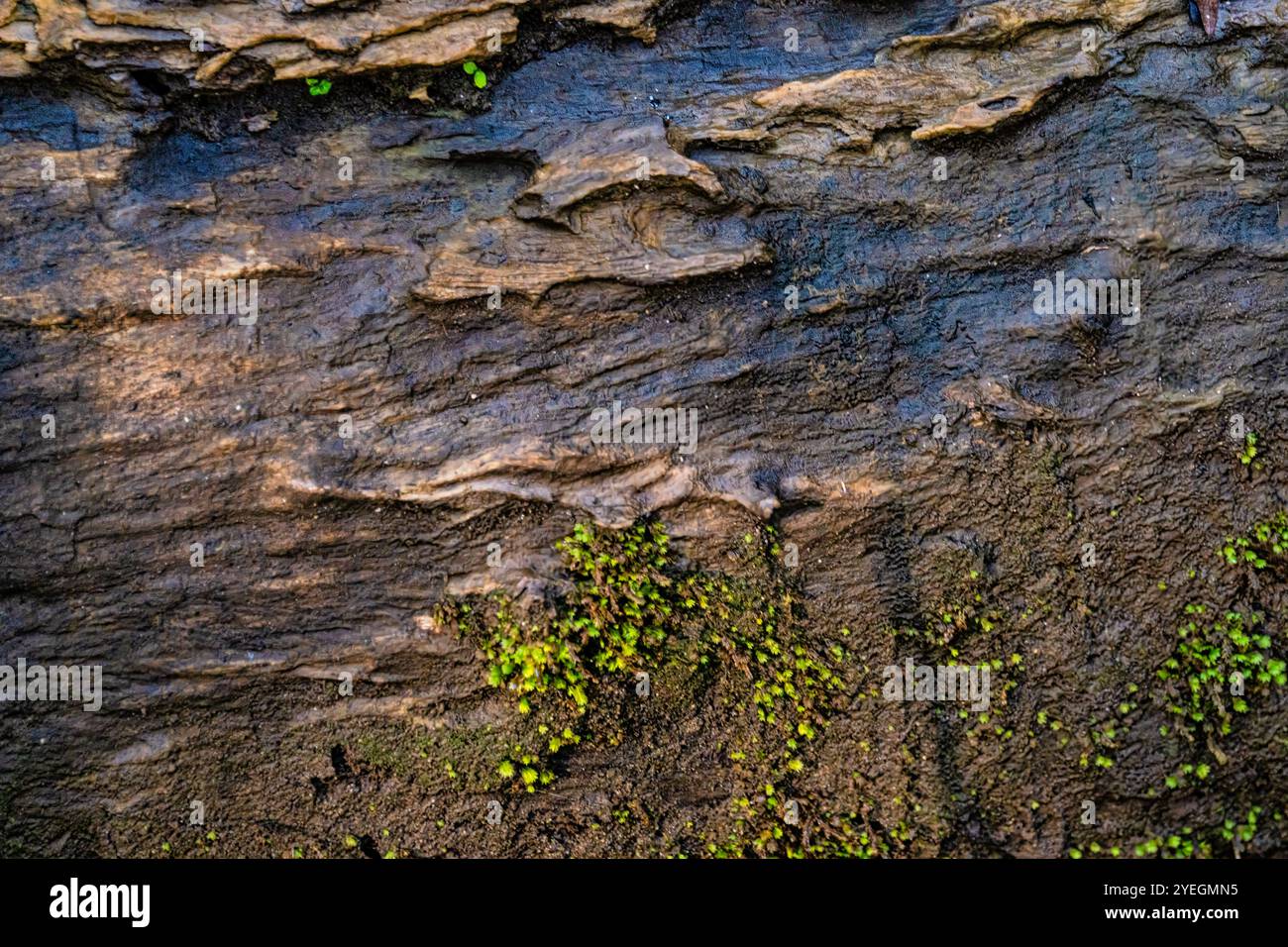 The intricate texture of aged wood intertwined with lush green moss ...