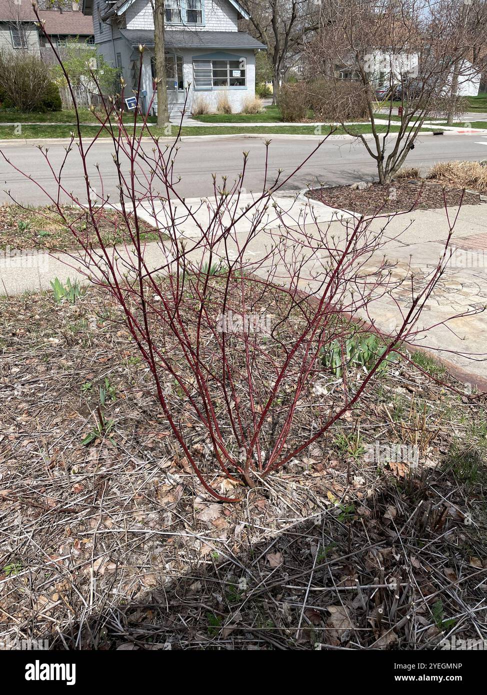 red osier dogwood (Cornus sericea Stock Photo - Alamy