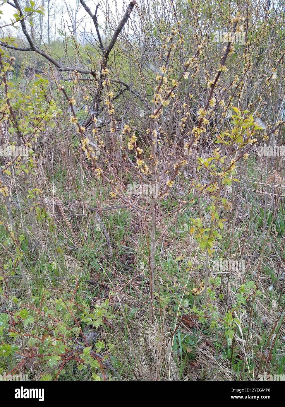 common prickly ash (Zanthoxylum americanum Stock Photo - Alamy