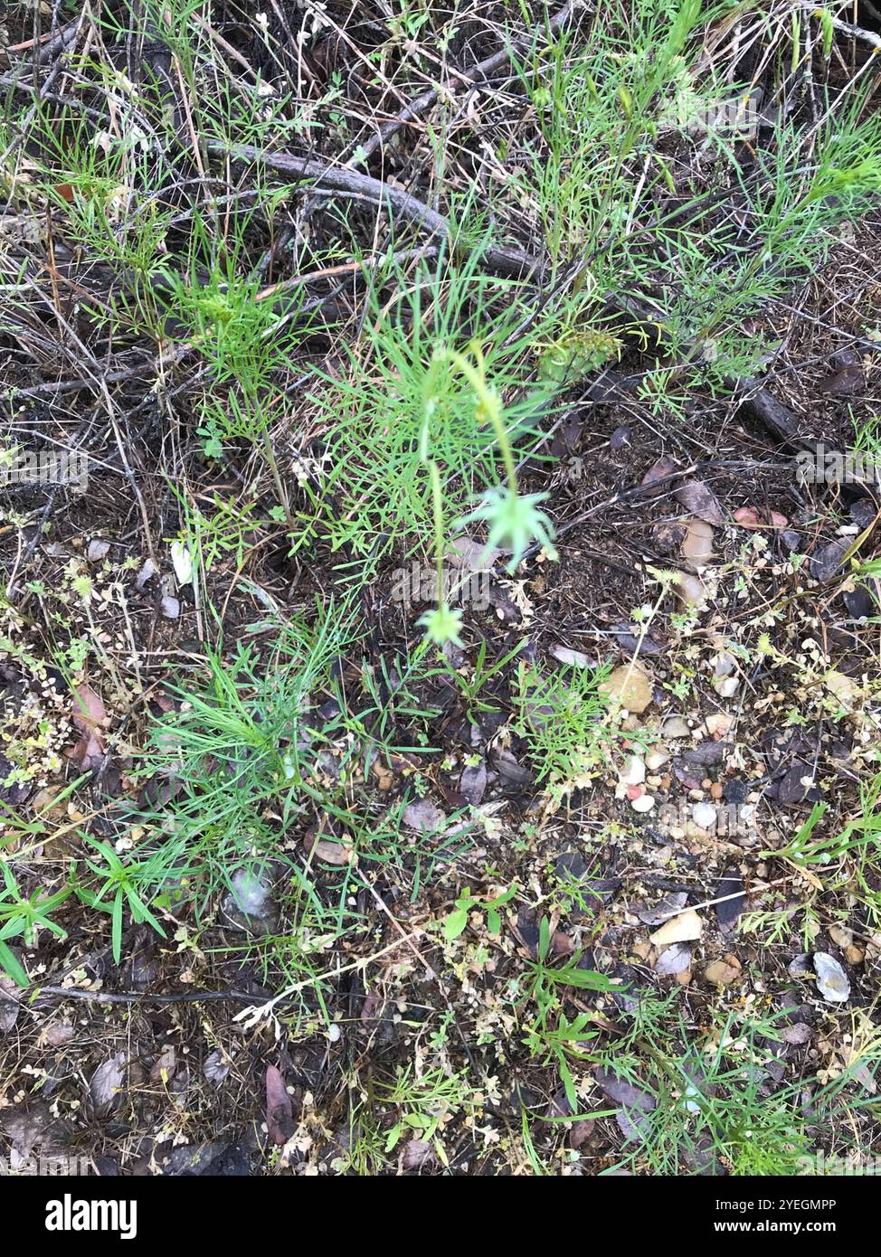 Thelesperma filifolium hi-res stock photography and images - Alamy
