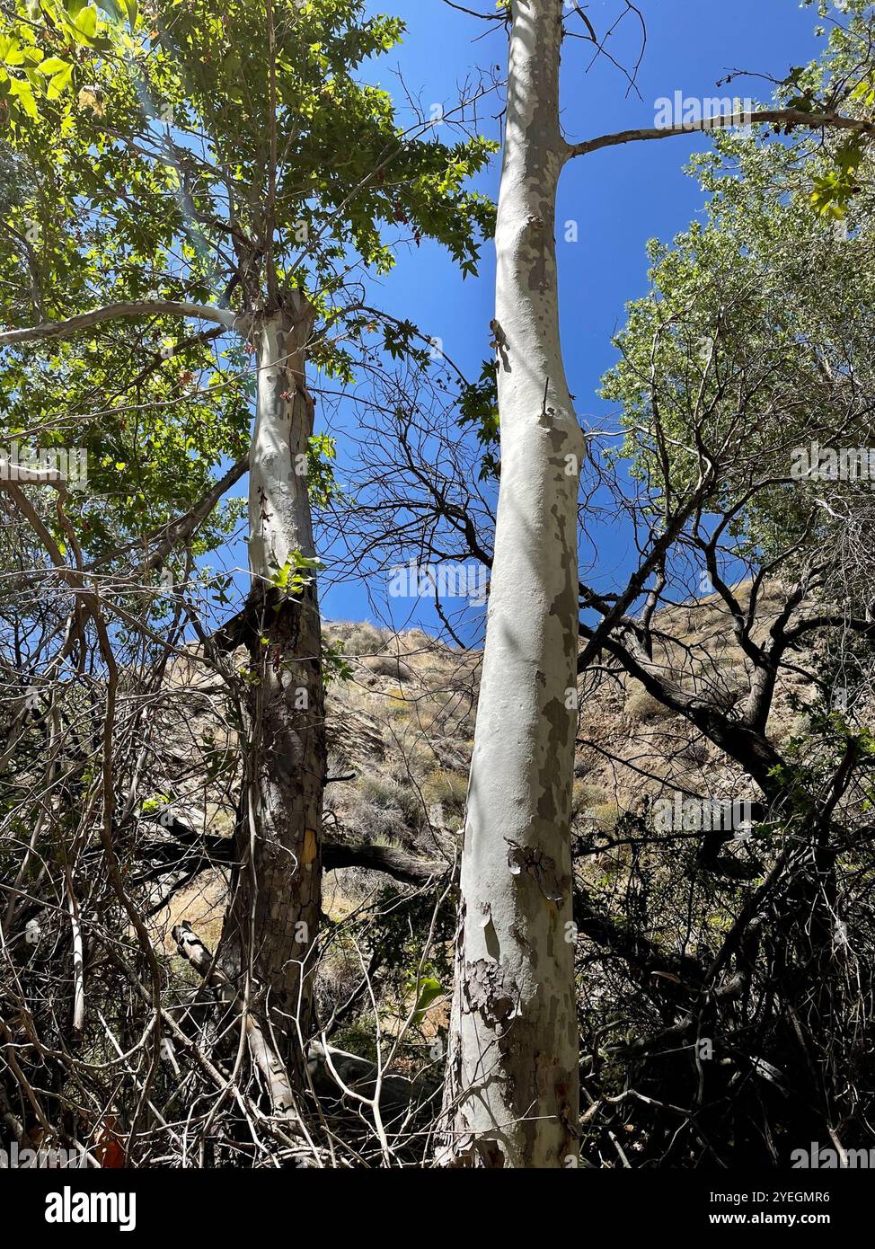 western sycamore (Platanus racemosa Stock Photo - Alamy