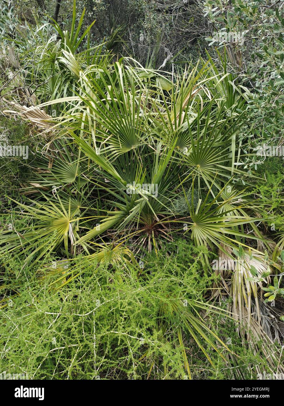 Mediterranean fan palm (Chamaerops humilis Stock Photo - Alamy