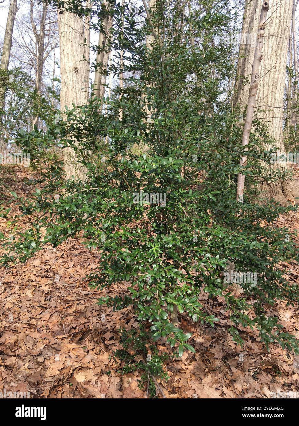 Japanese holly (Ilex crenata Stock Photo - Alamy