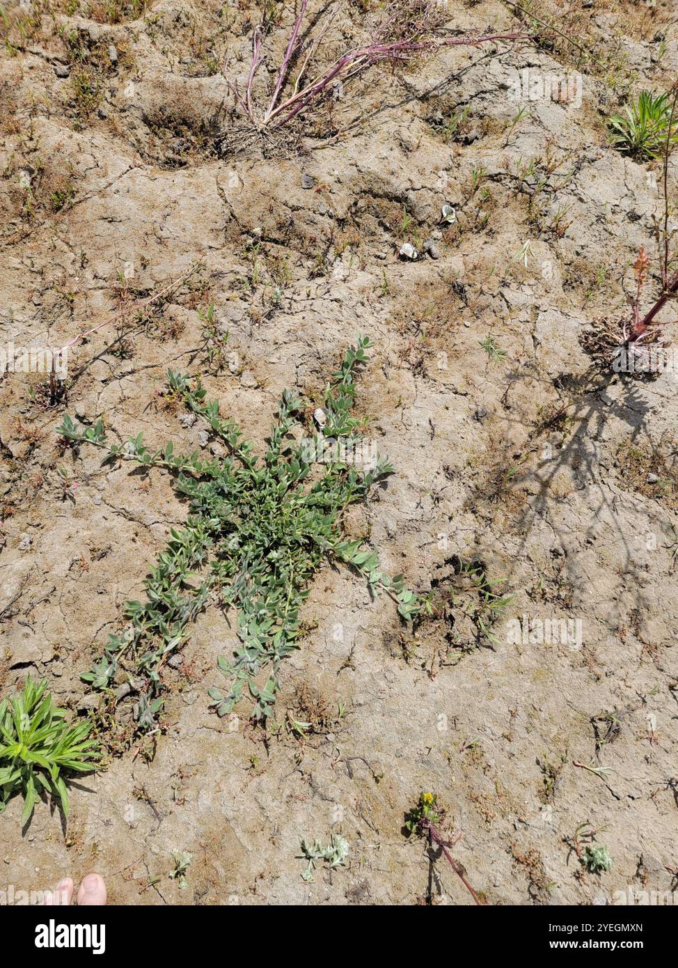 Spanish clover (Acmispon americanus Stock Photo - Alamy