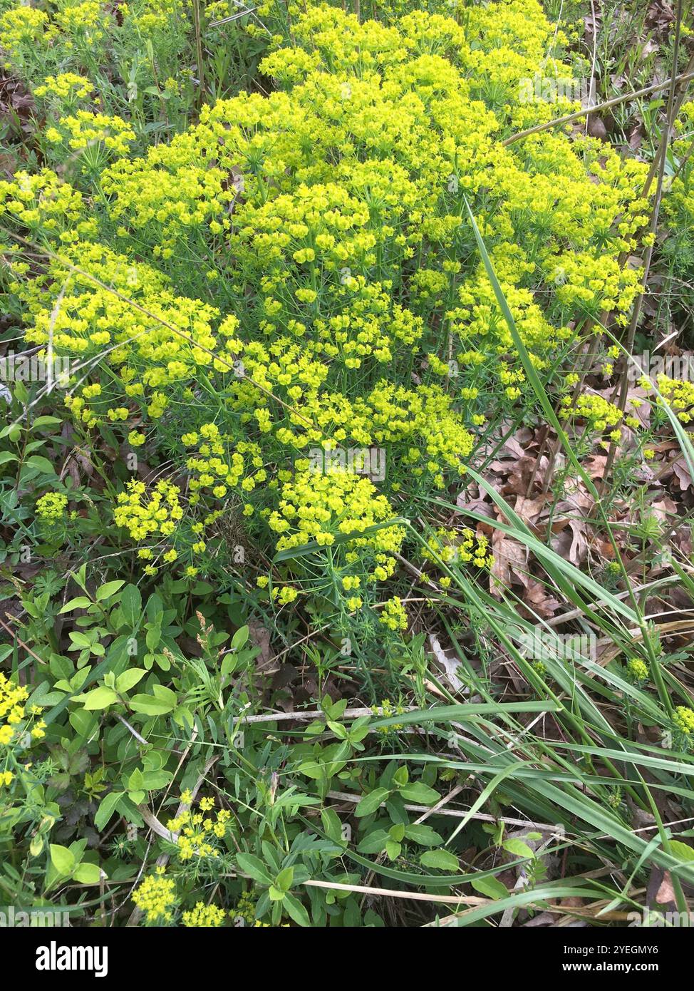 cypress spurge (Euphorbia cyparissias Stock Photo - Alamy