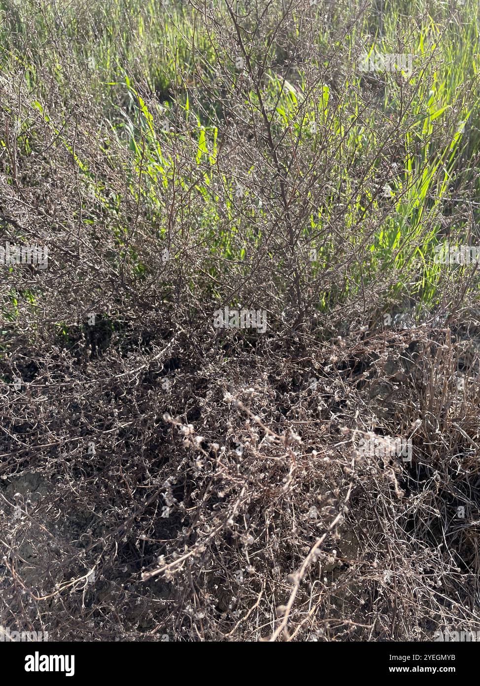 Stinkwort dittrichia graveolens hi-res stock photography and images - Alamy