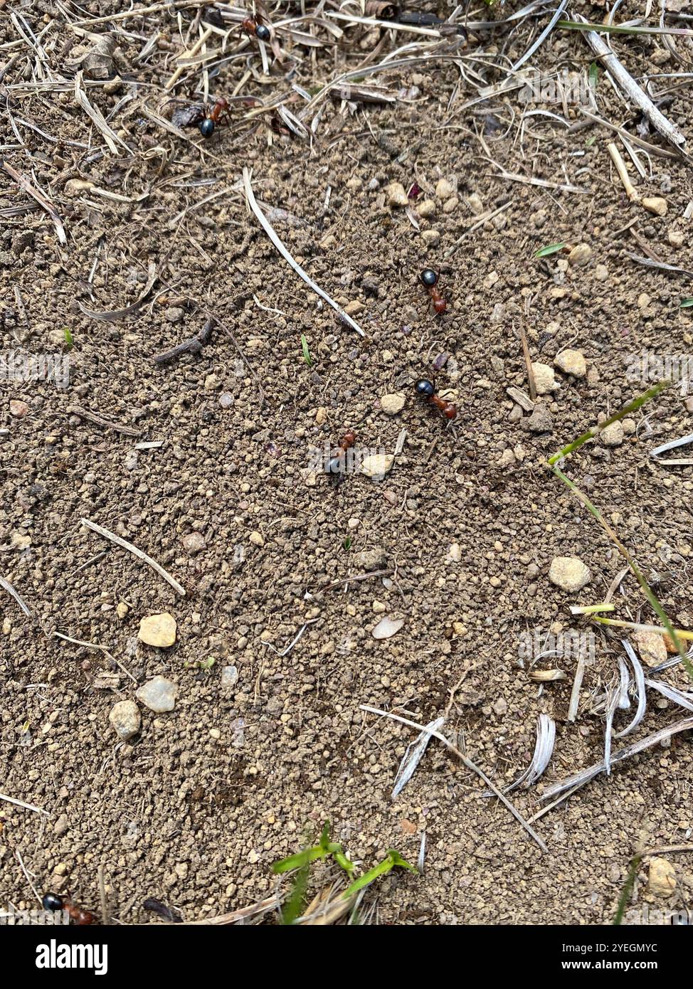 Wood, Mound, and Field Ants (Formica Stock Photo - Alamy