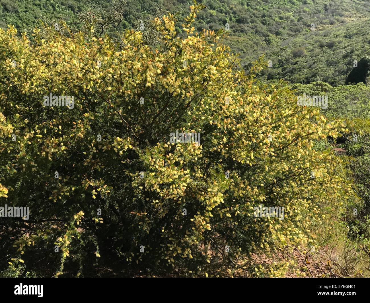 Prickly moses (Acacia verticillata Stock Photo - Alamy