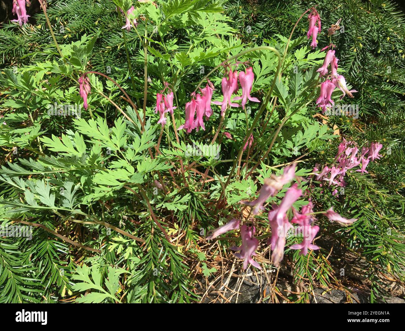 Fringed Bleeding Heart (Dicentra eximia Stock Photo - Alamy