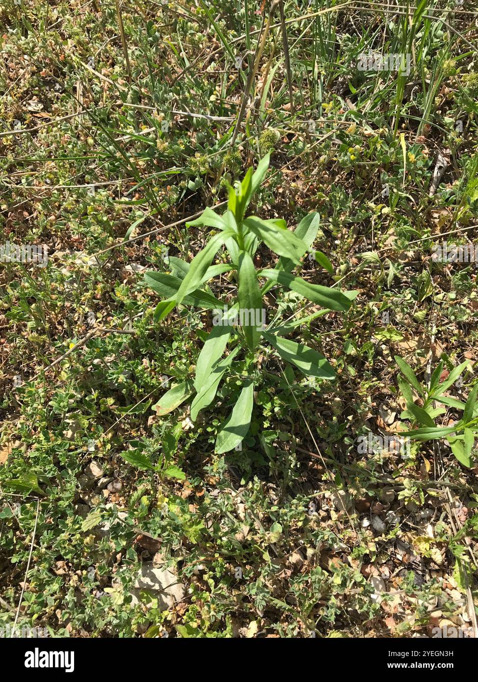 Broomweed hi-res stock photography and images - Alamy