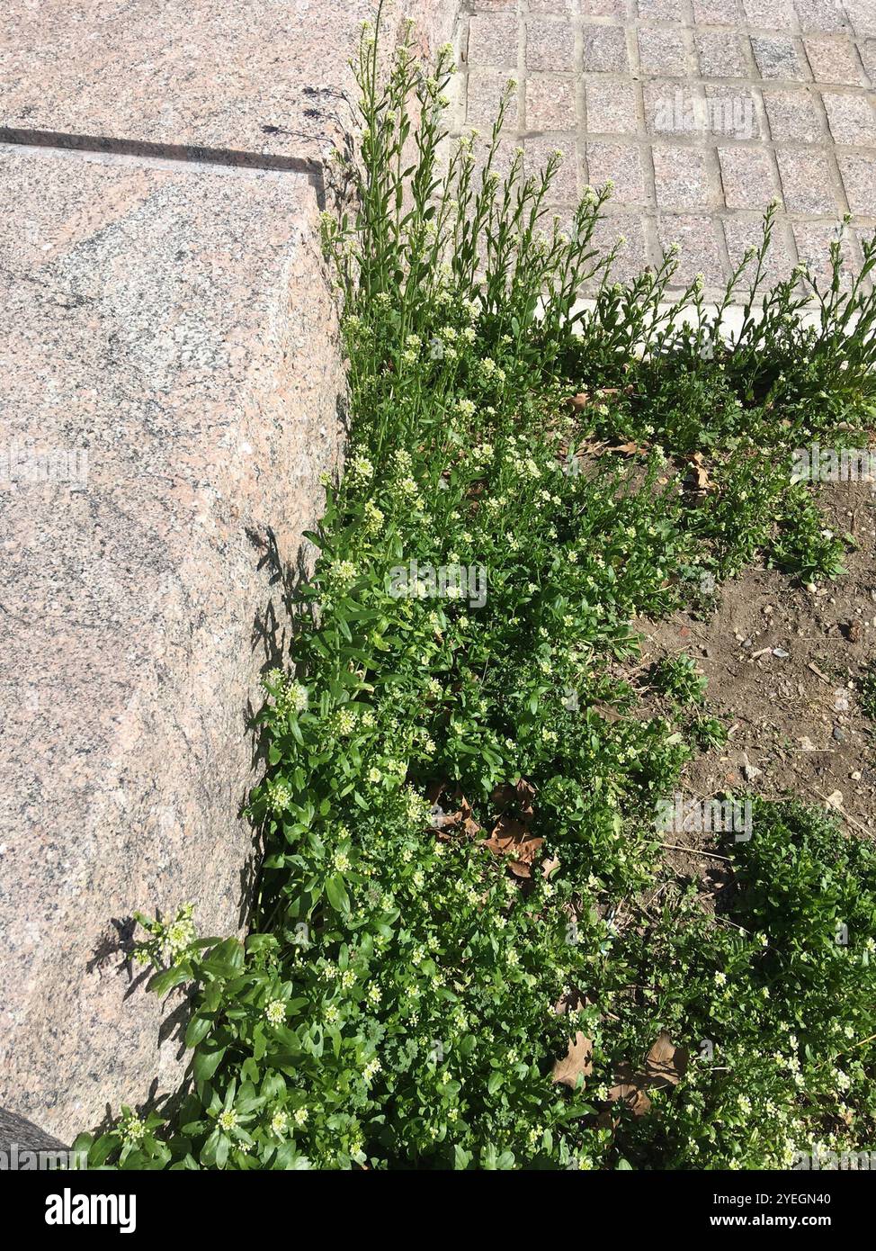 garlic penny-cress (Mummenhoffia alliacea Stock Photo - Alamy