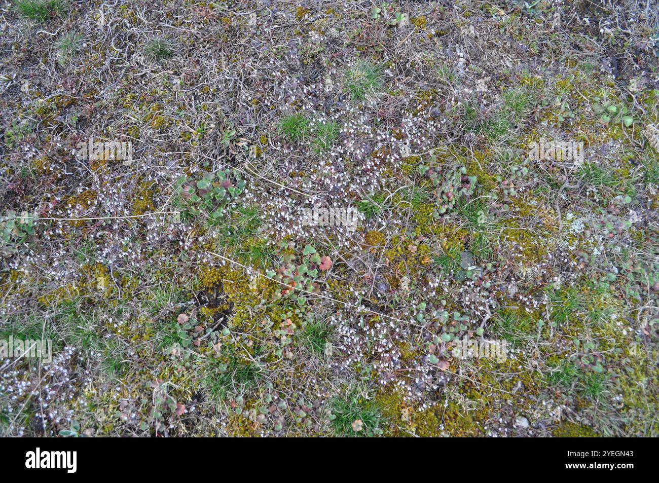 Common Whitlowgrass (Draba verna Stock Photo - Alamy