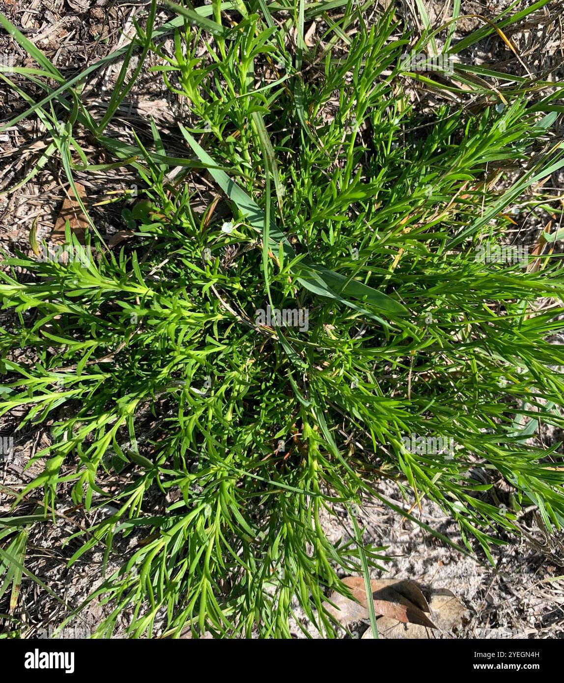 Rust Weed (Polypremum procumbens Stock Photo - Alamy