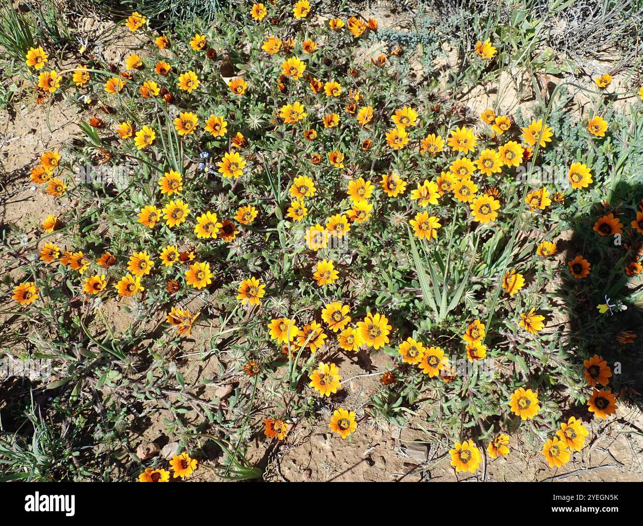 Beetle Daisy (Gorteria diffusa Stock Photo - Alamy