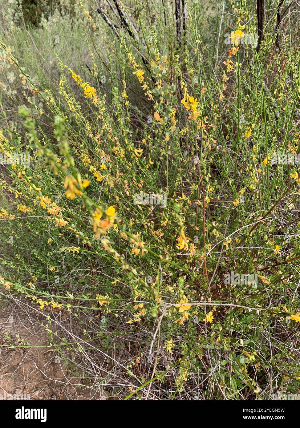 deerweed (Acmispon glaber Stock Photo - Alamy