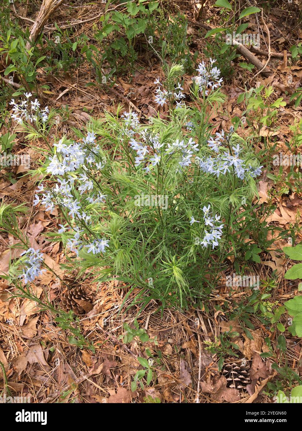 Fringed Bluestar (Amsonia ciliata Stock Photo - Alamy