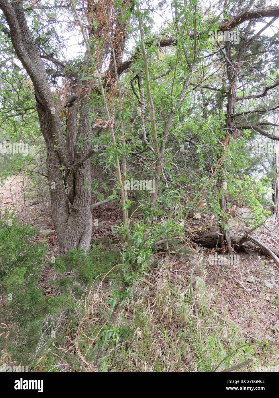 Baccharis neglecta hi-res stock photography and images - Alamy