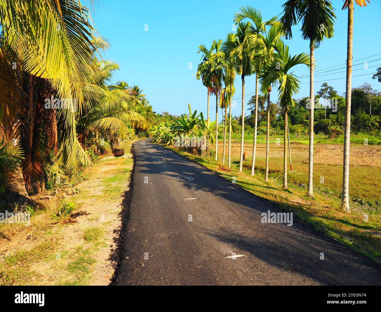 Havelock Island (Swaraj Dweep), Andaman and Nicobar Islands, Andaman ...