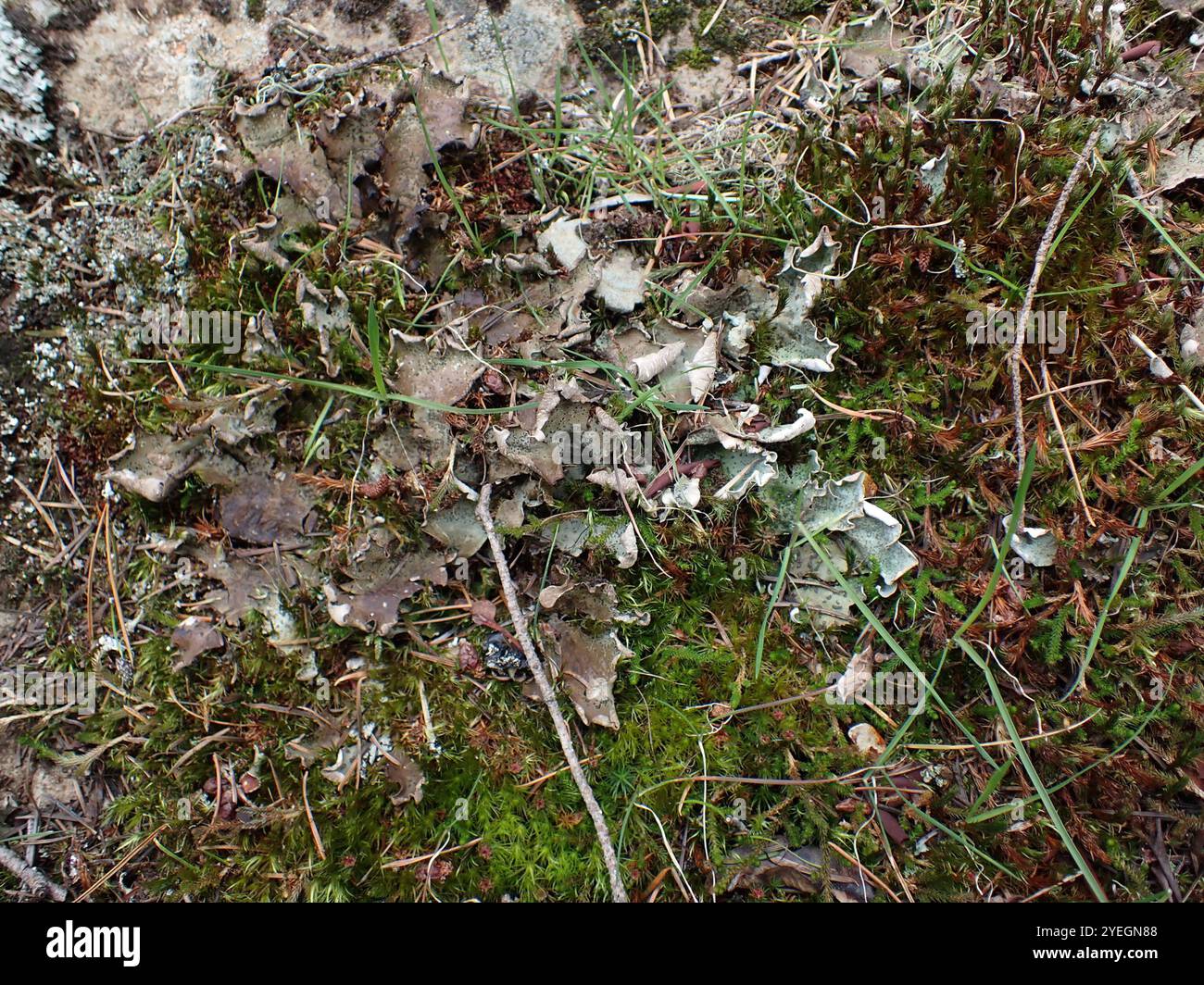 flaky freckle pelt lichen (Peltigera britannica Stock Photo - Alamy