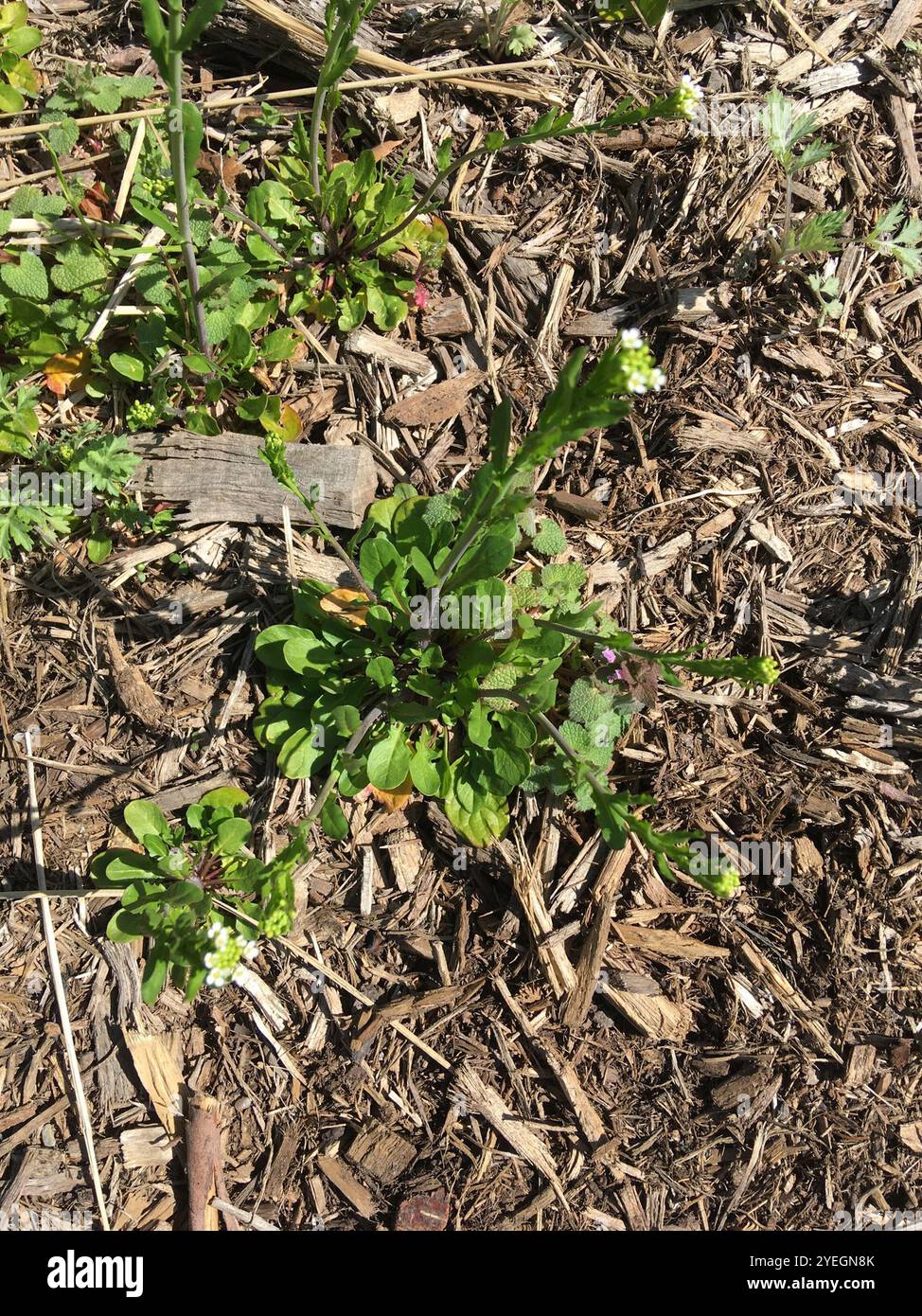 garlic penny-cress (Mummenhoffia alliacea Stock Photo - Alamy