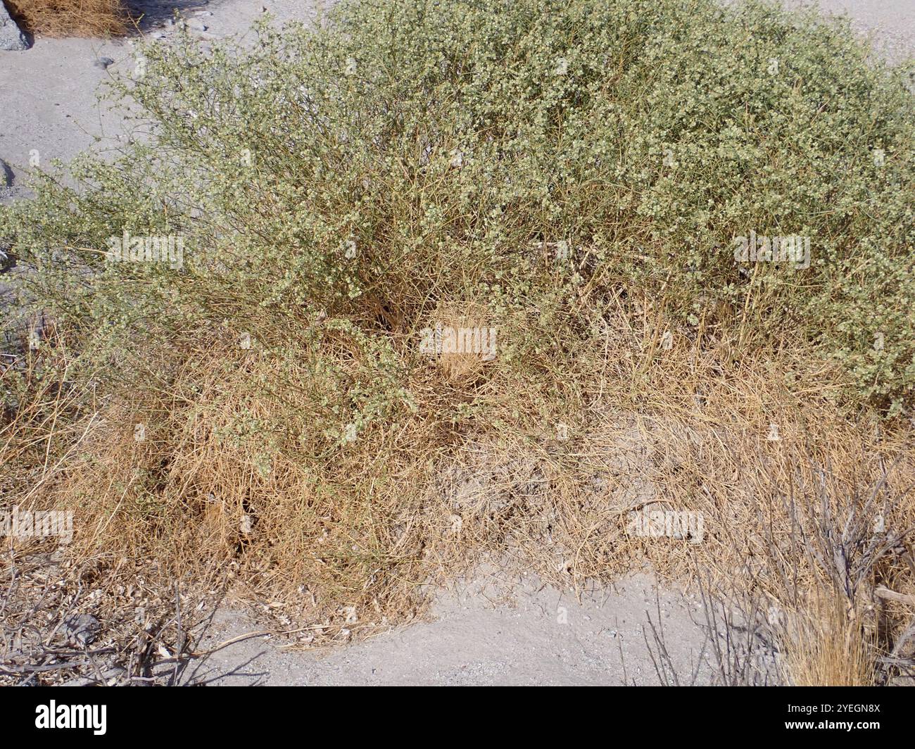 Cheesebush (Ambrosia salsola Stock Photo - Alamy