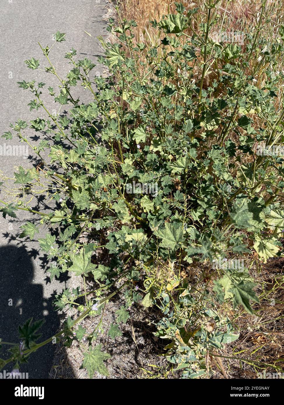 Cretan mallow (Malva multiflora Stock Photo - Alamy