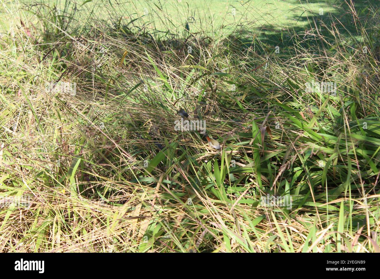 Swee waxbill coccopygia melanotis hi-res stock photography and images ...