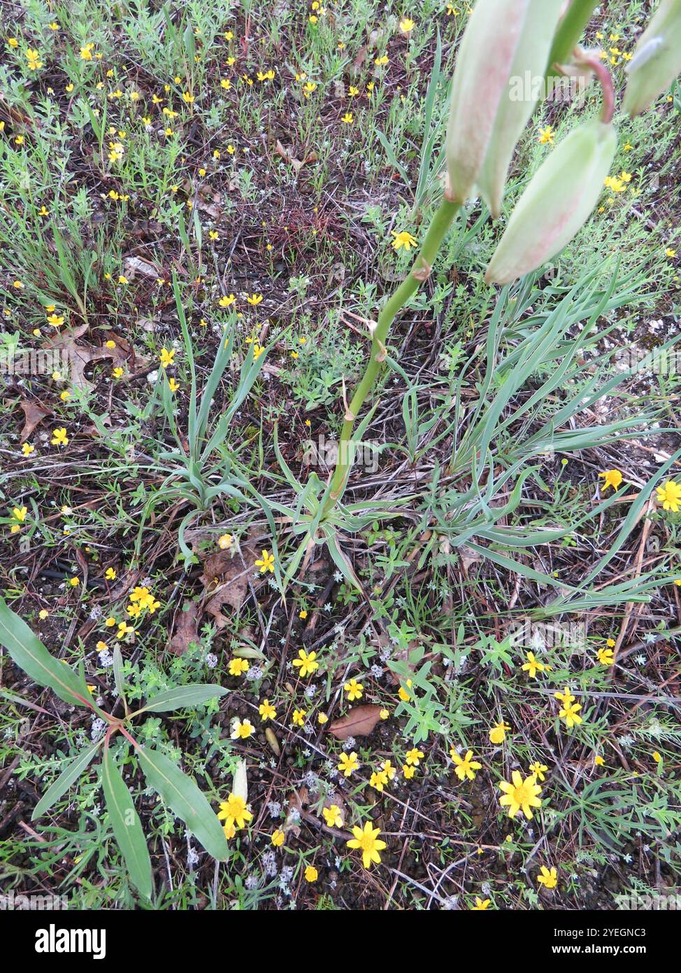 Arkansas Yucca (Yucca arkansana Stock Photo - Alamy