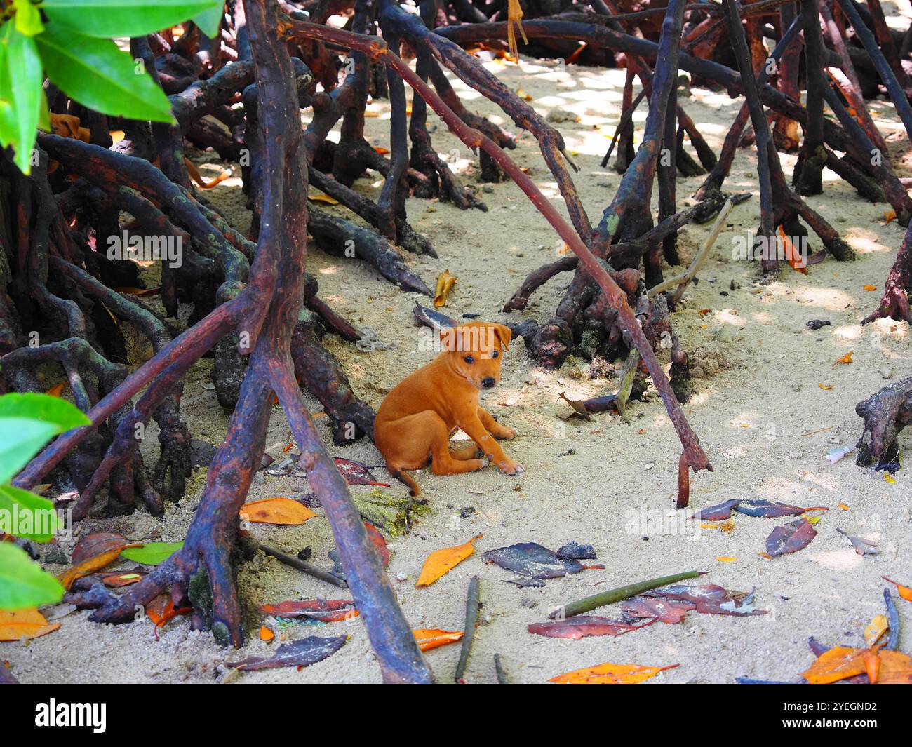 Havelock Island (Swaraj Dweep), Andaman and Nicobar Islands, Andaman ...
