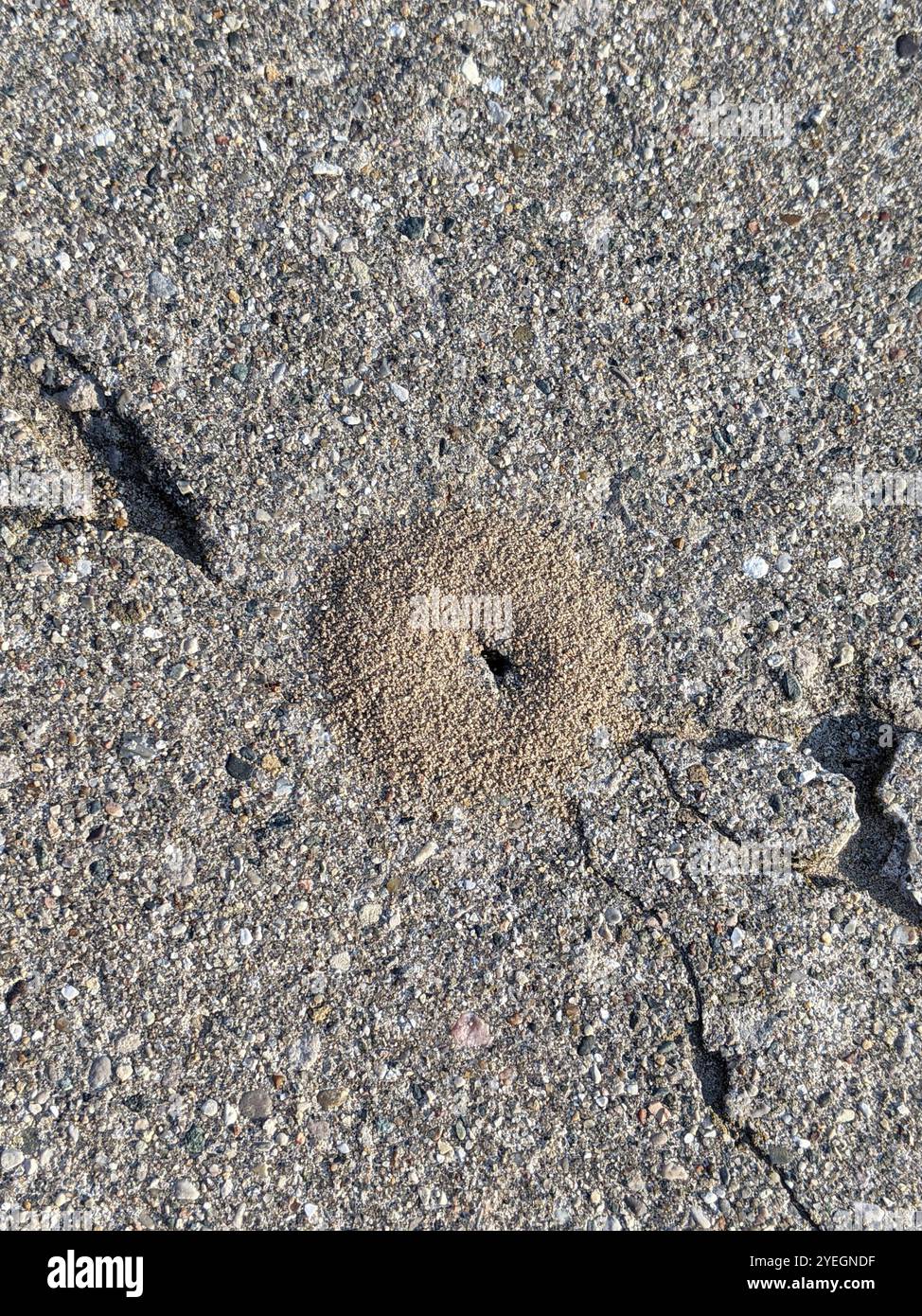 Fuzzy ant hi-res stock photography and images - Alamy