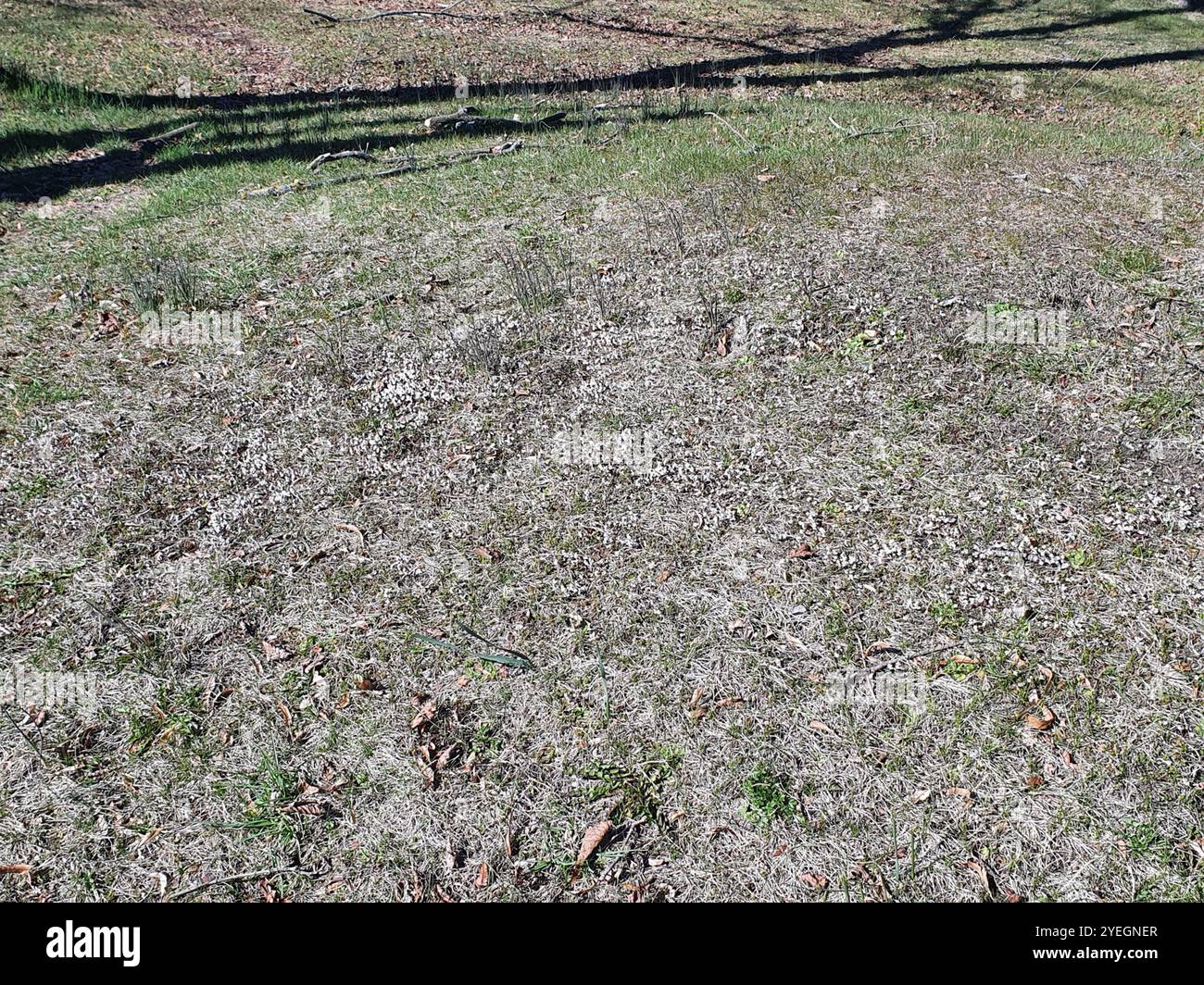 Common Whitlowgrass (Draba verna Stock Photo - Alamy