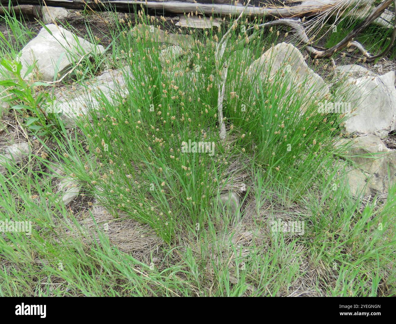 Blunt Spikerush (Eleocharis obtusa Stock Photo - Alamy