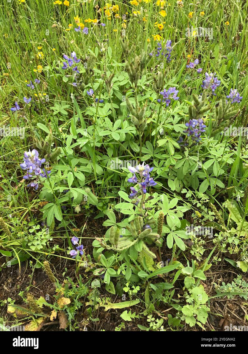 Texas bluebonnet (Lupinus texensis Stock Photo - Alamy
