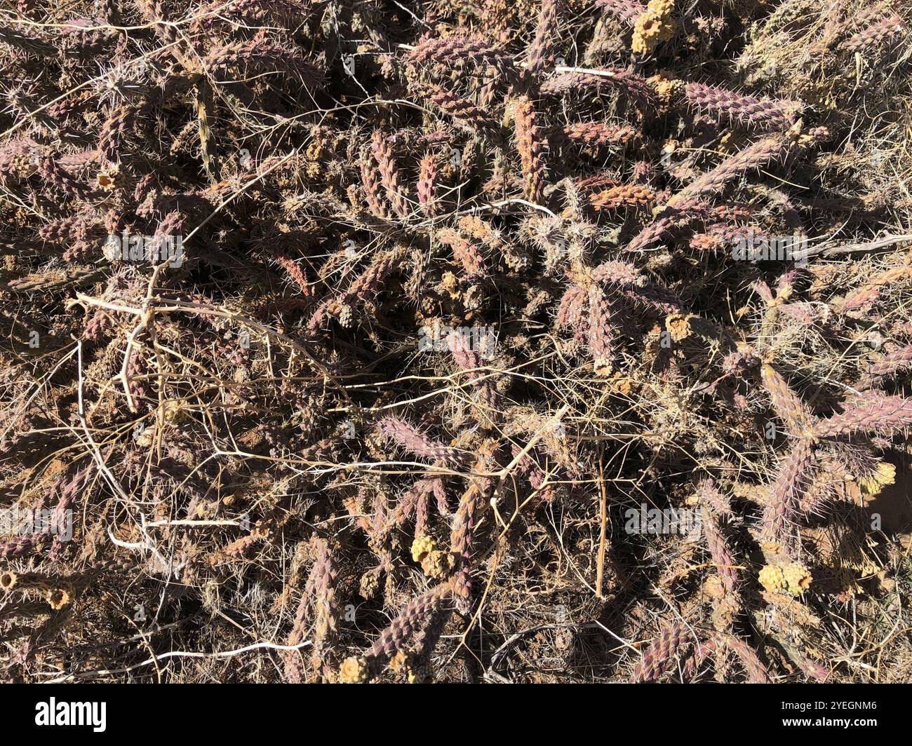 Whipple cholla hi-res stock photography and images - Alamy
