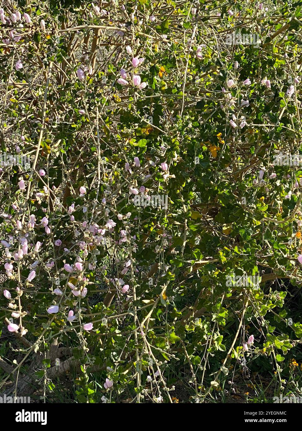 southern coastal bushmallow (Malacothamnus fasciculatus Stock Photo - Alamy
