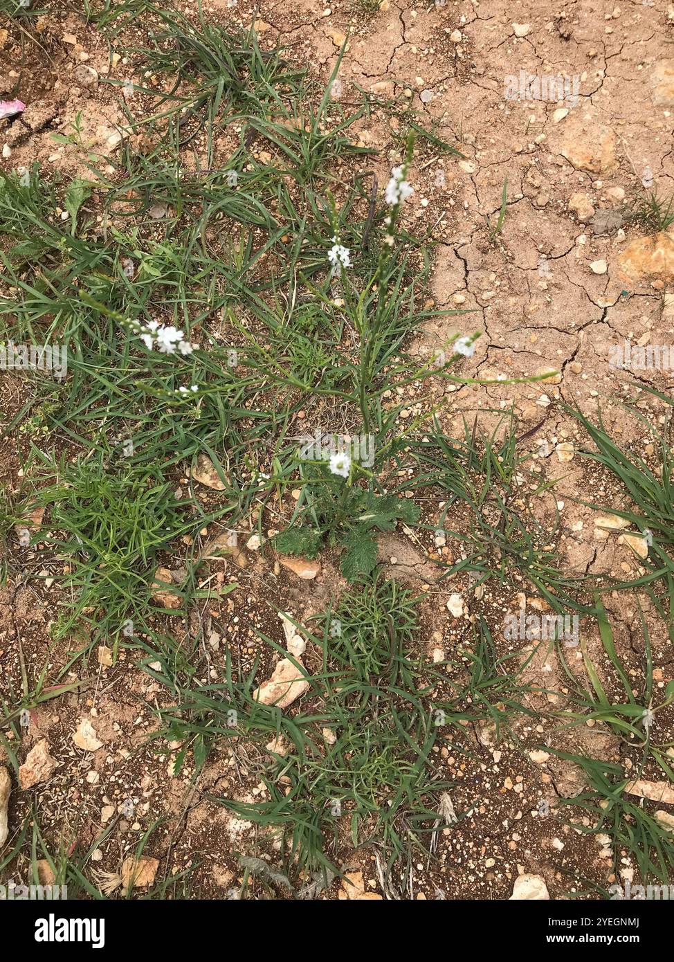 Texas vervain hi-res stock photography and images - Alamy