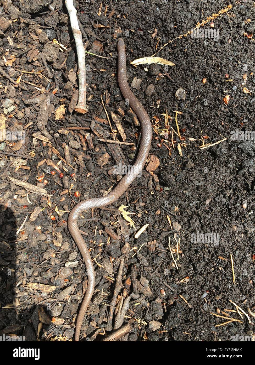 Eastern Worm Snake (Carphophis amoenus Stock Photo - Alamy