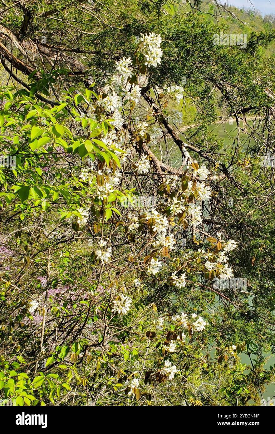 common serviceberry (Amelanchier arborea Stock Photo - Alamy