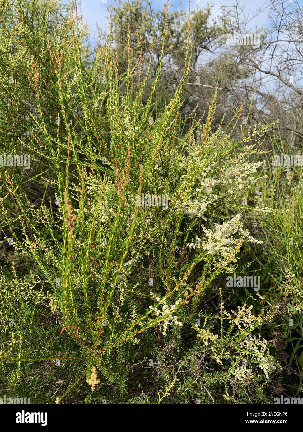 Adenostoma fasciculatum hi-res stock photography and images - Alamy