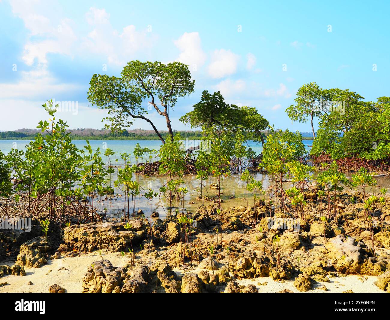 Havelock Island (Swaraj Dweep), Andaman and Nicobar Islands, Andaman ...