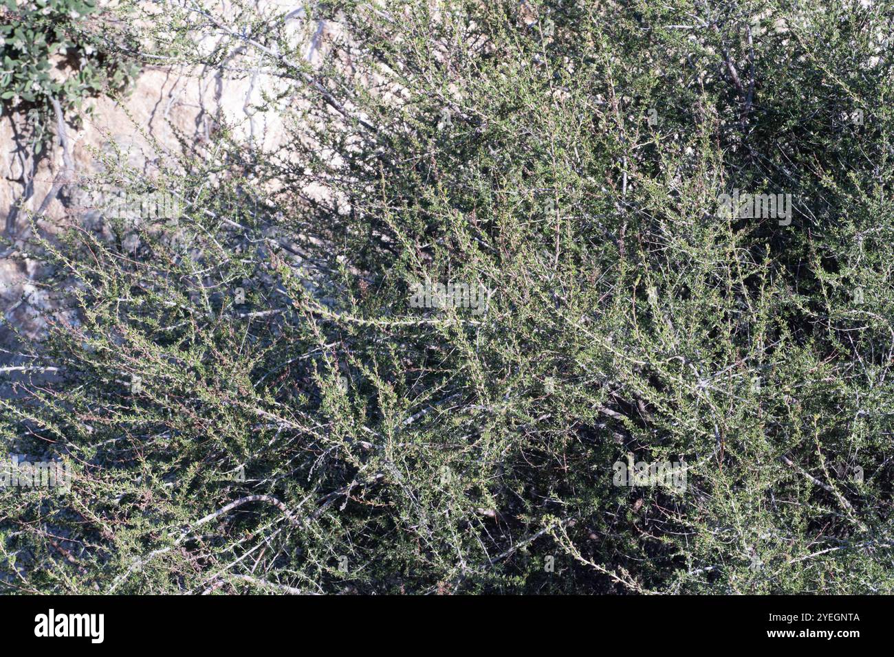 chamise (Adenostoma fasciculatum Stock Photo - Alamy