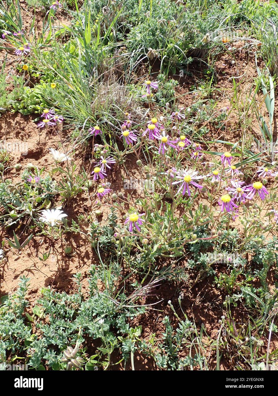 Senecio arenarius hi-res stock photography and images - Alamy