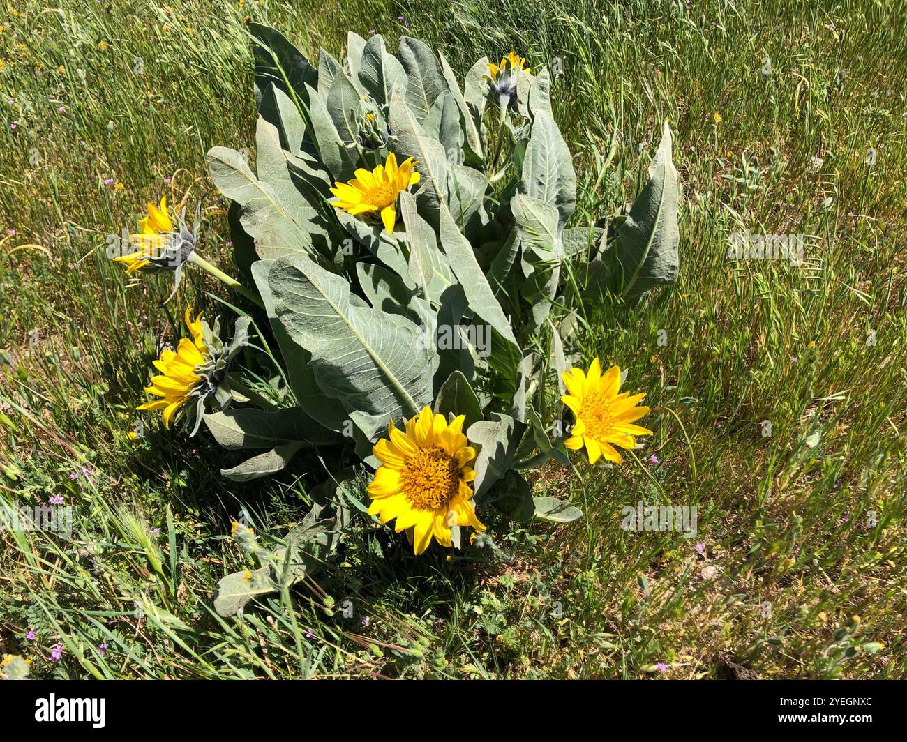 Gray Mule-Ears (Wyethia helenioides Stock Photo - Alamy