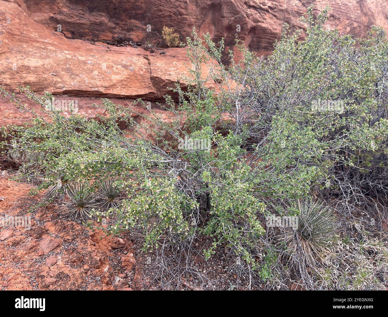 Alderleaf mountain mahogany hi-res stock photography and images - Alamy