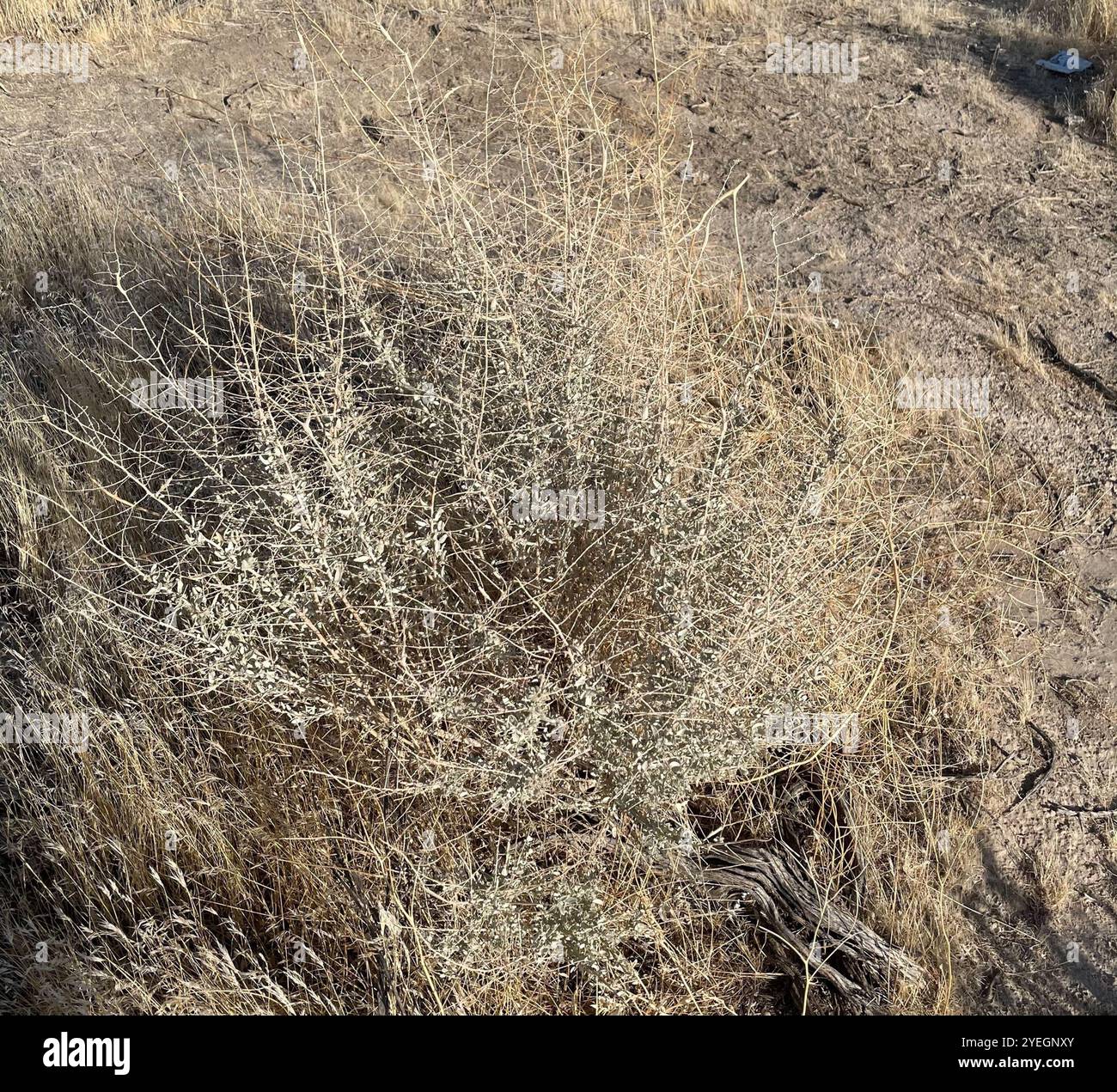 Cattle Saltbush (Atriplex polycarpa Stock Photo - Alamy